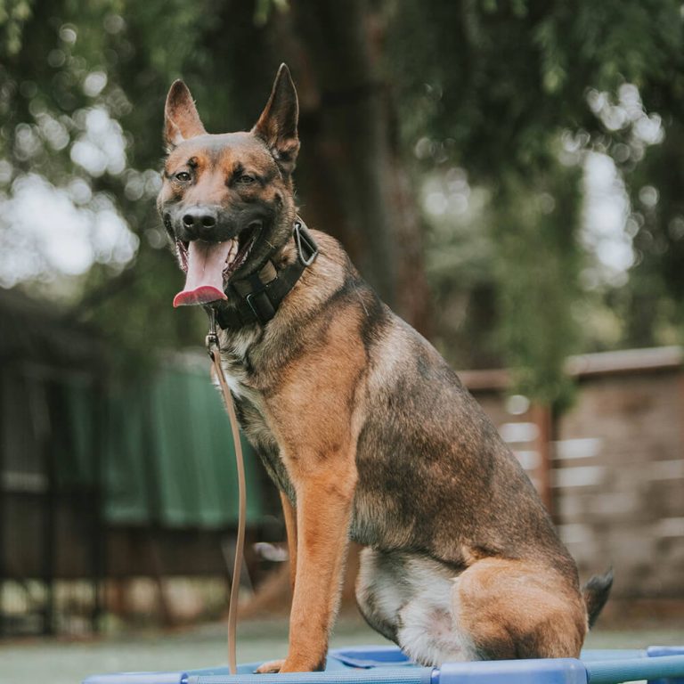 Balanced Dog Training | Science-Led Methods | Mantra K9